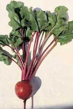 US to bank on beet and cane for producing ethanol - Ecofriend