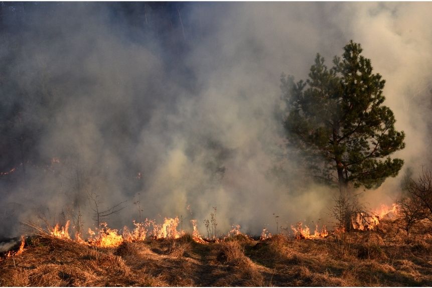What to Do During a Wildfire - Ecofriend